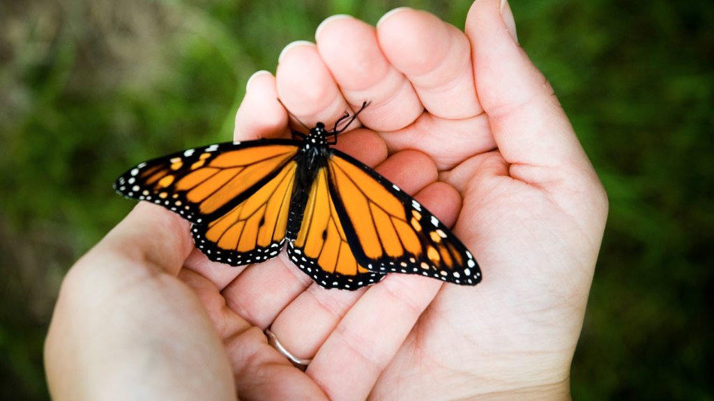 Metamorphosis: Free Online Event for Grief, Loss & Life Change | Soulw